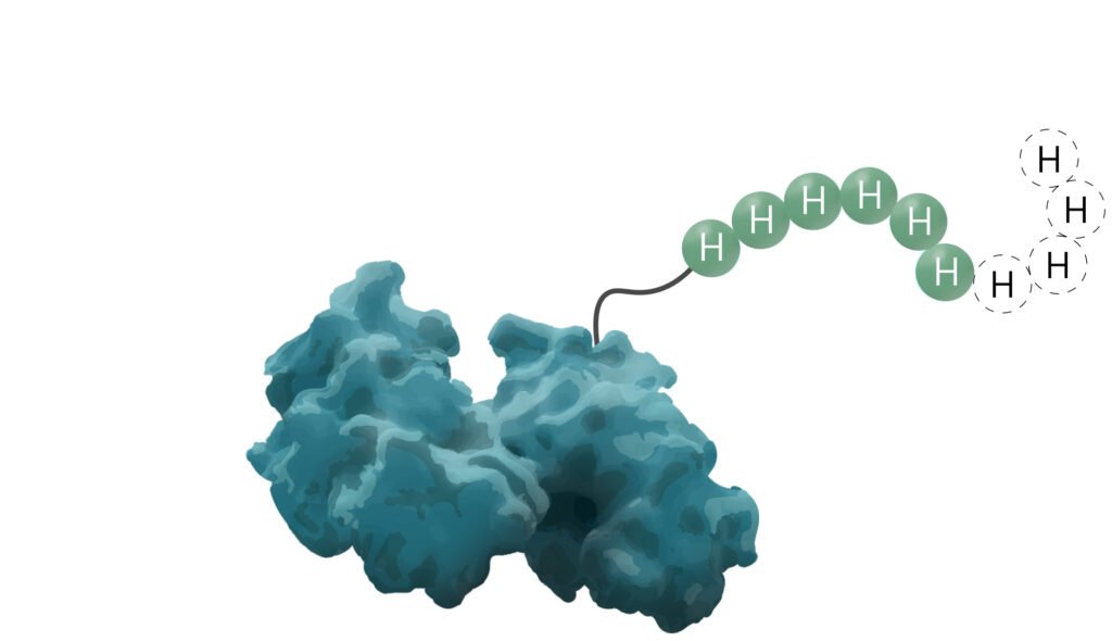 His-Tag: Fundamentos y principios - cidsa His-Tag: Fundamentos y principios